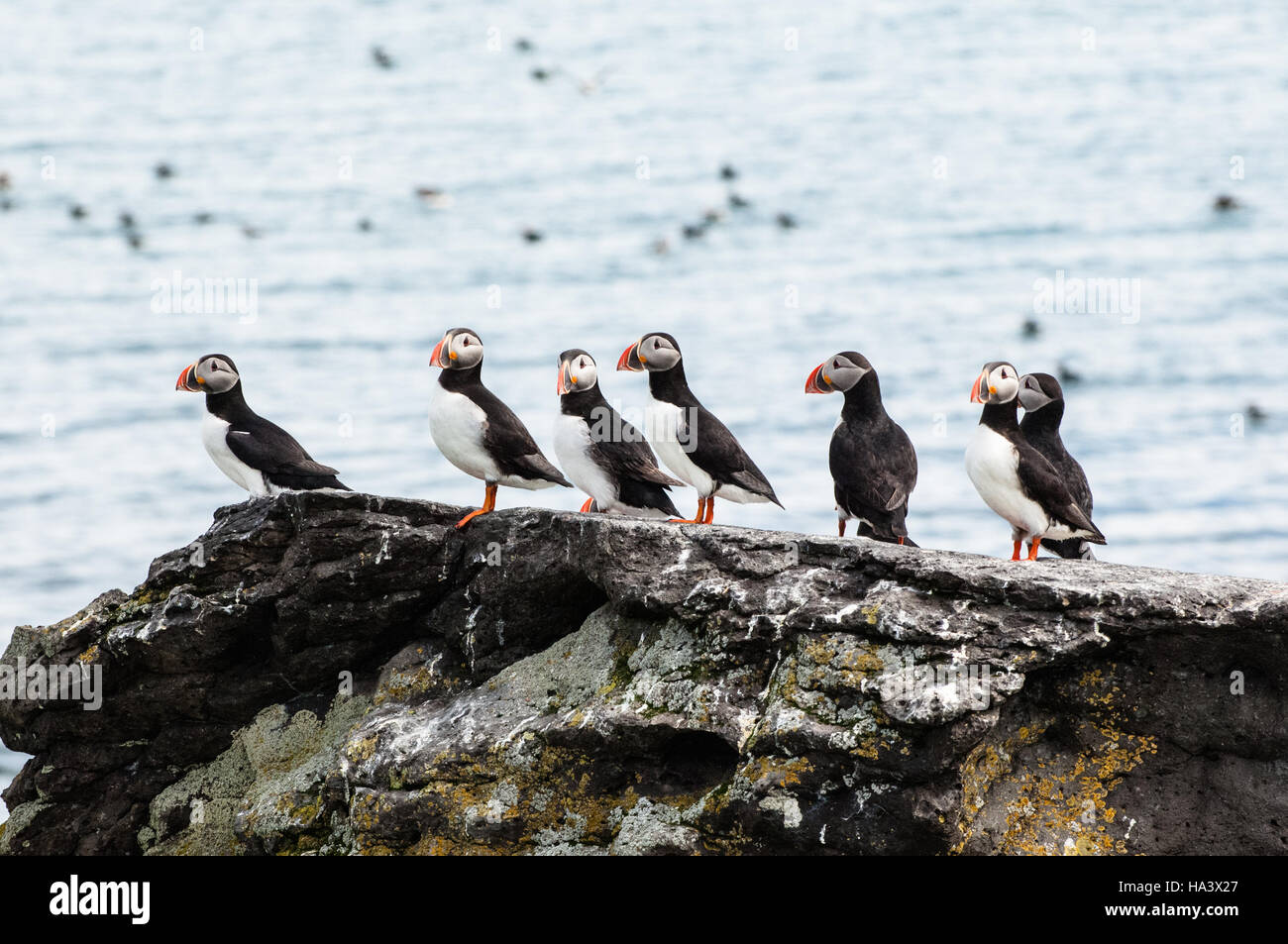 Atlantic, Common, Puffins on a rock Stock Photo - Alamy