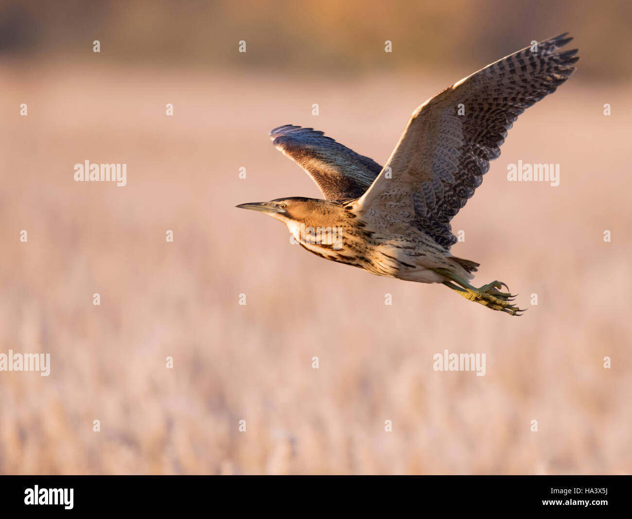 Bittern (Botaurus stellaris) in flight over Suffolk reedbed Stock Photo ...