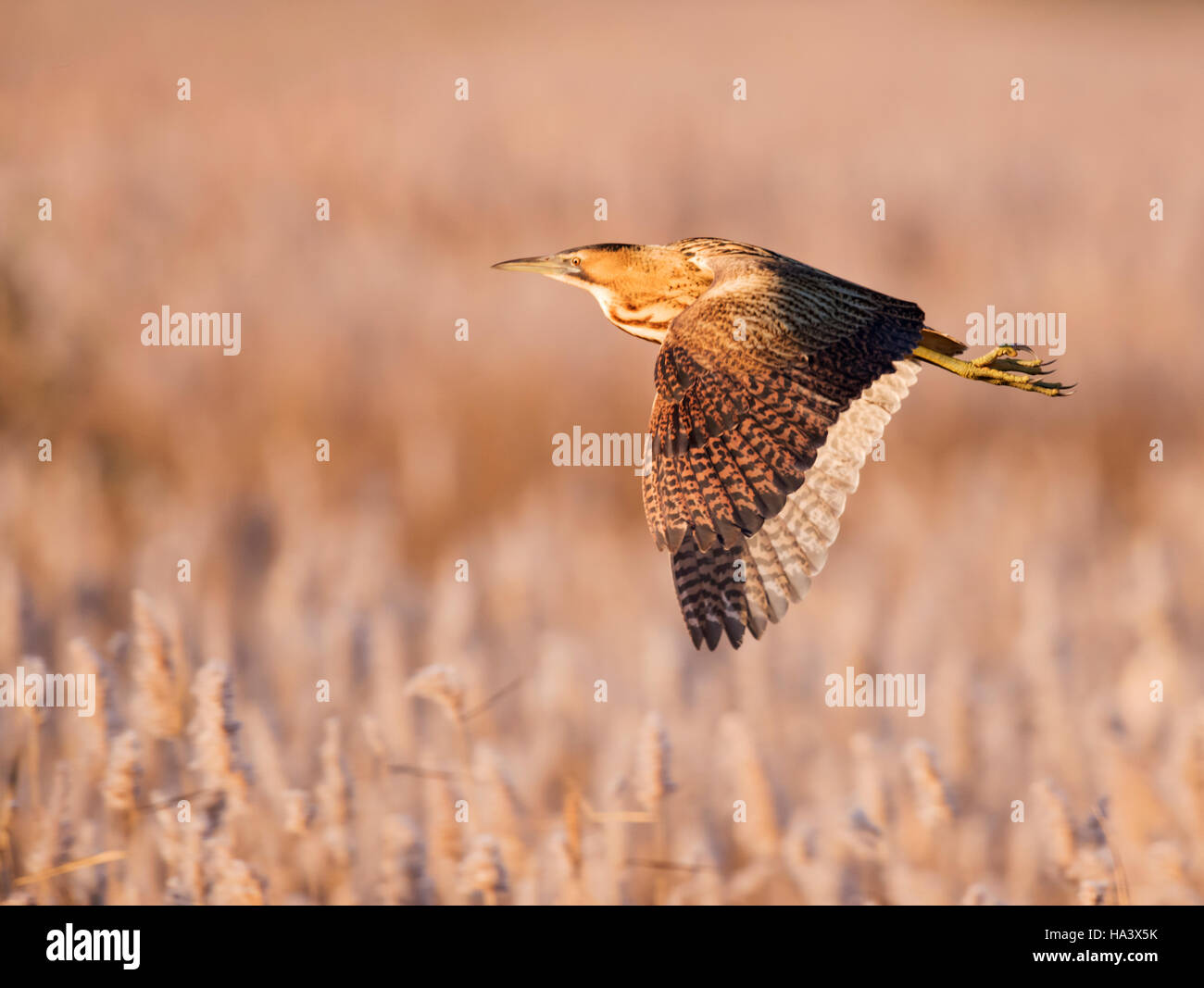 Bittern in reed bed botaurus hi-res stock photography and images - Alamy
