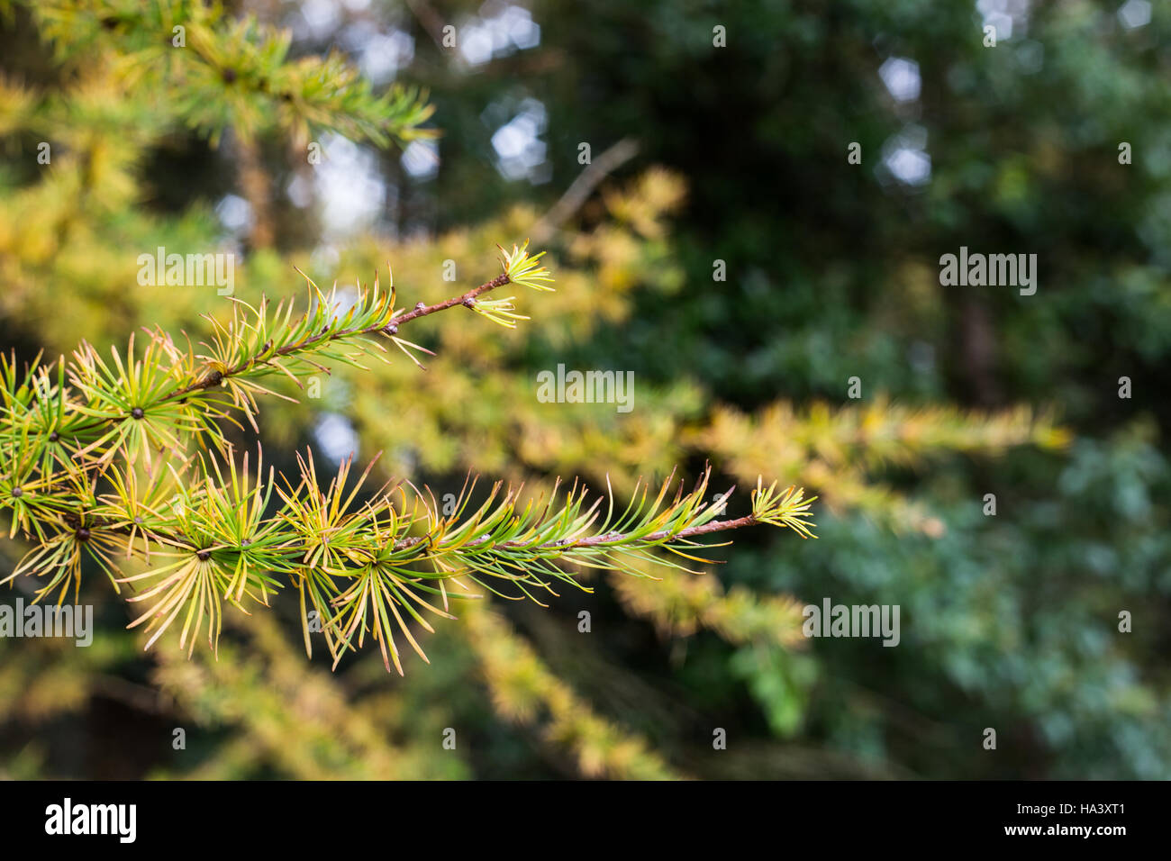 A larch tree branch lit by evening sun Stock Photo - Alamy