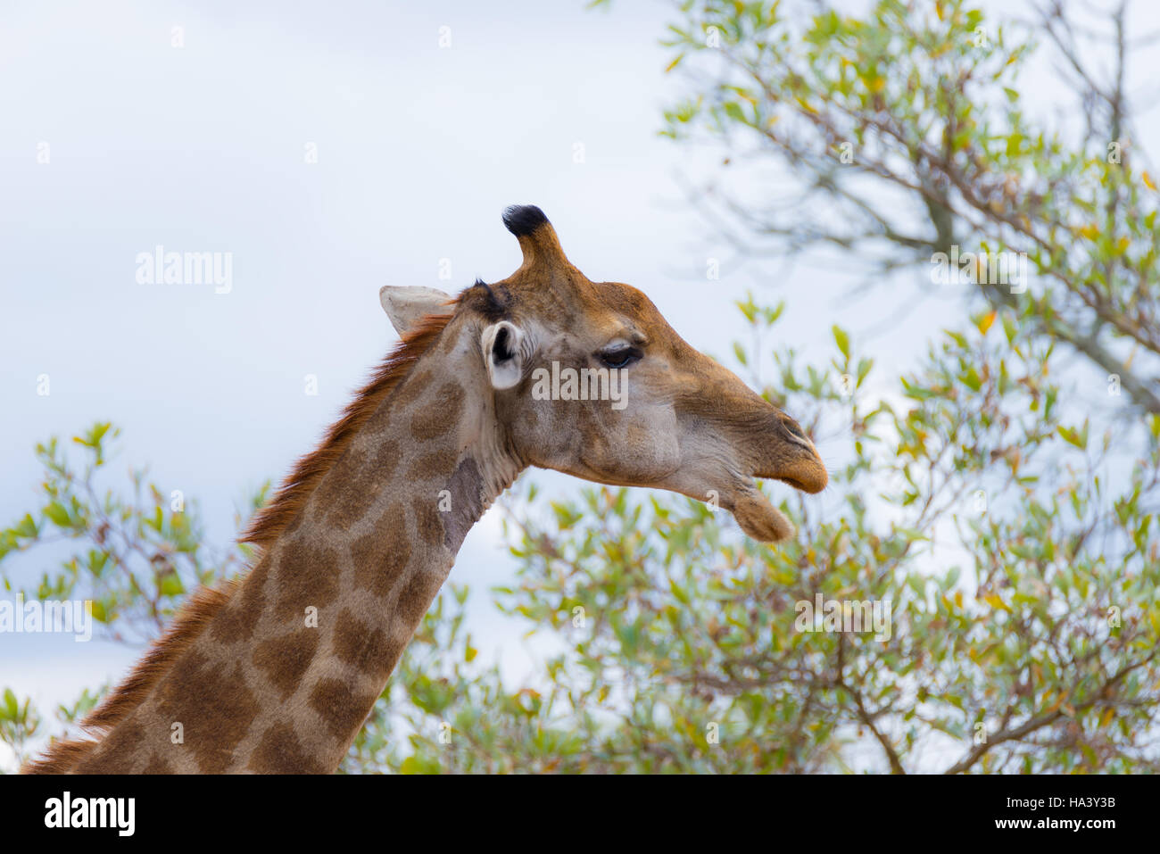 Giraffe head and neck profile, close up and portrait. Wildlife Safari ...