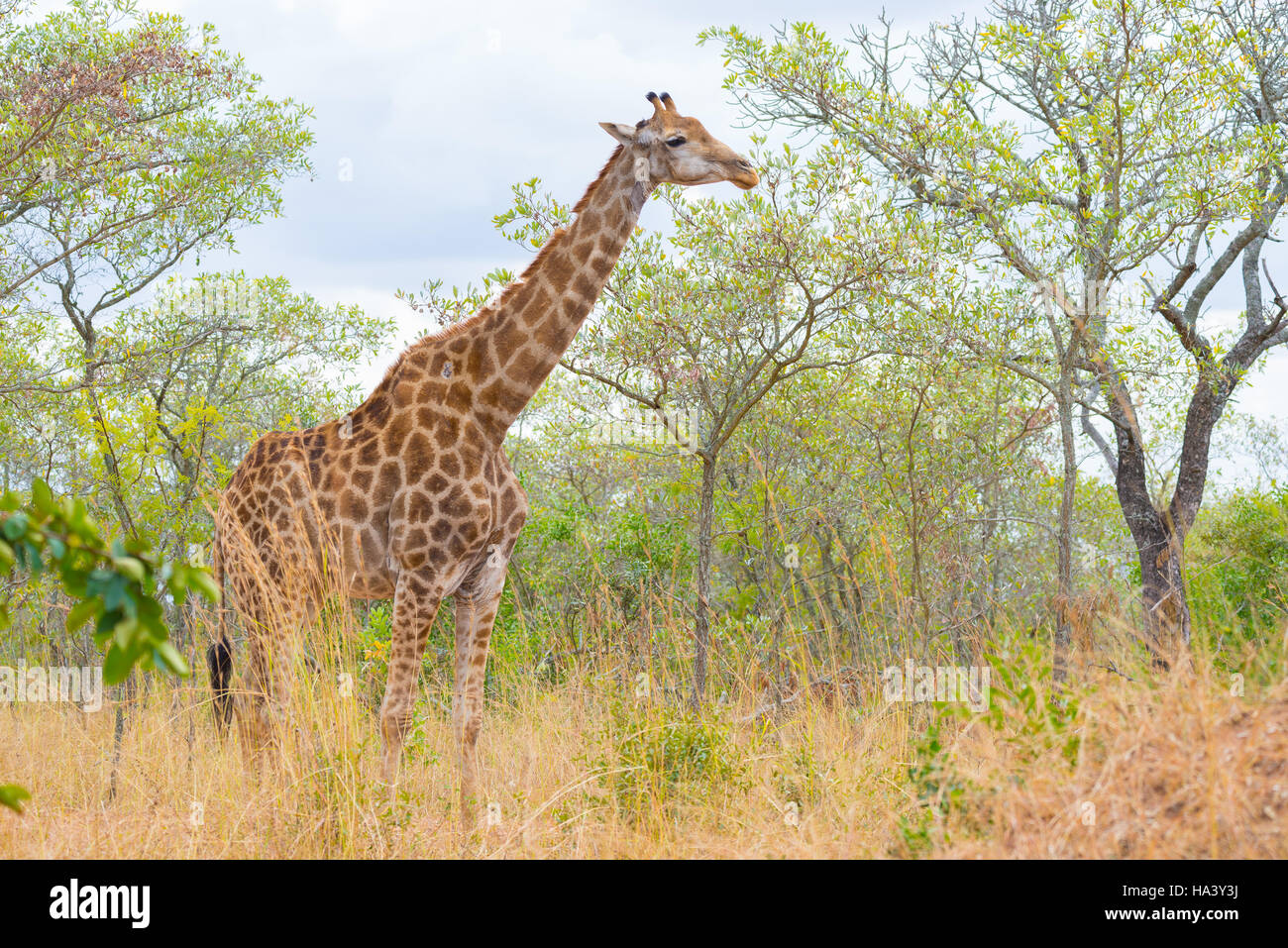 Giraffe profile in the bush, close up and portrait. Wildlife Safari in ...
