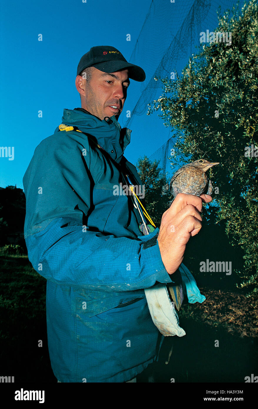 Ornithologist with young blackbird (Turdus merula) caught in the bird ...