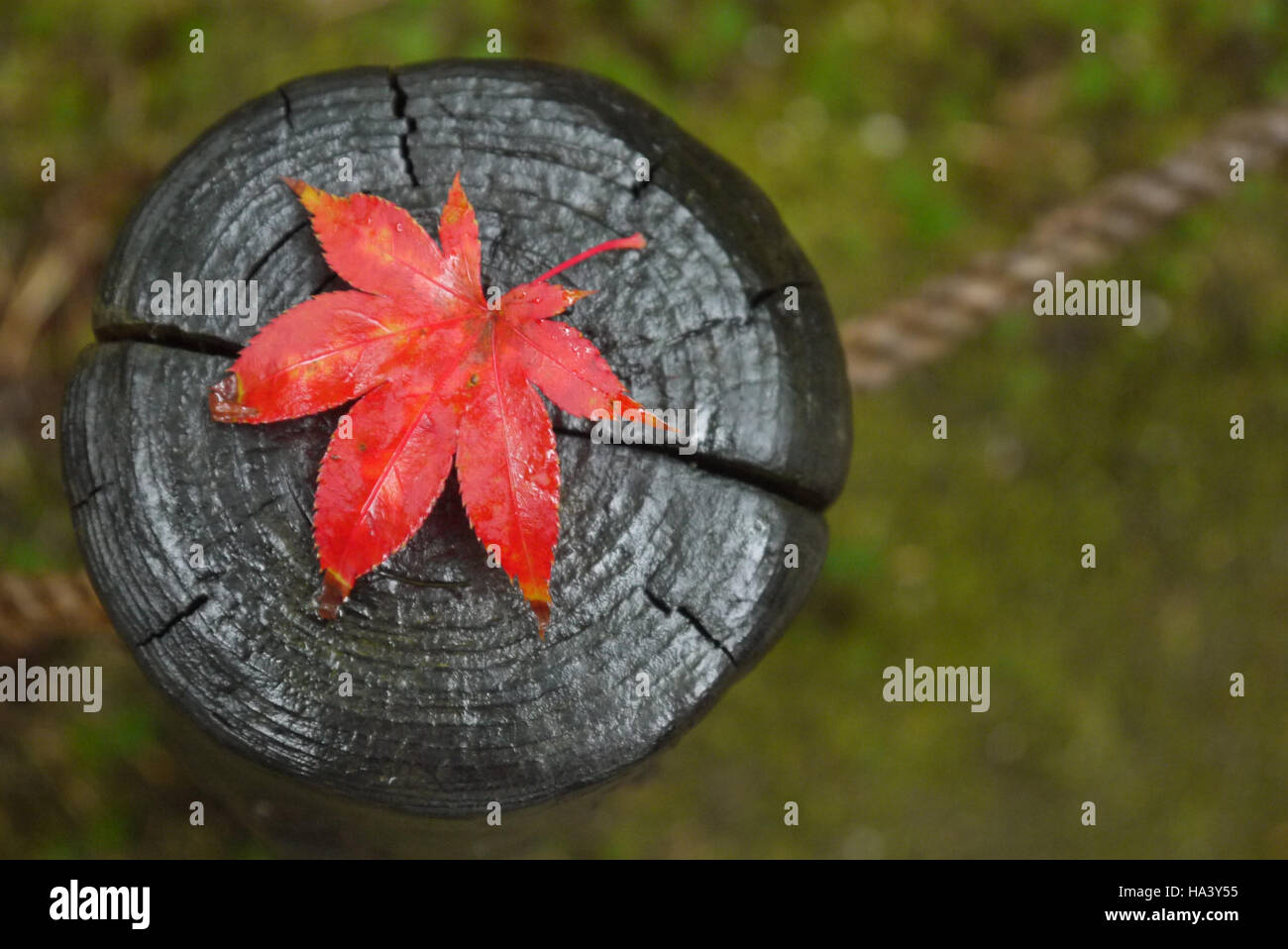 Red willow hi-res stock photography and images - Alamy