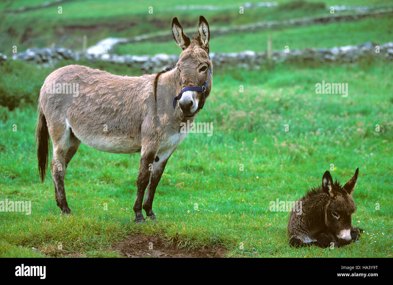Donkey (equus asinus), mother with her foal, Dingle Peninsula, County ...