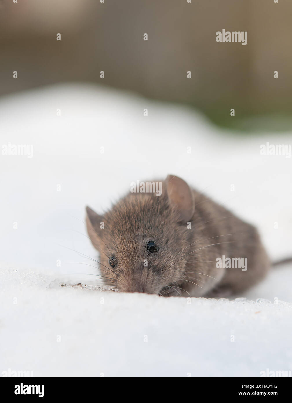 a house mouse (Mus musculus). A close up Stock Photo - Alamy