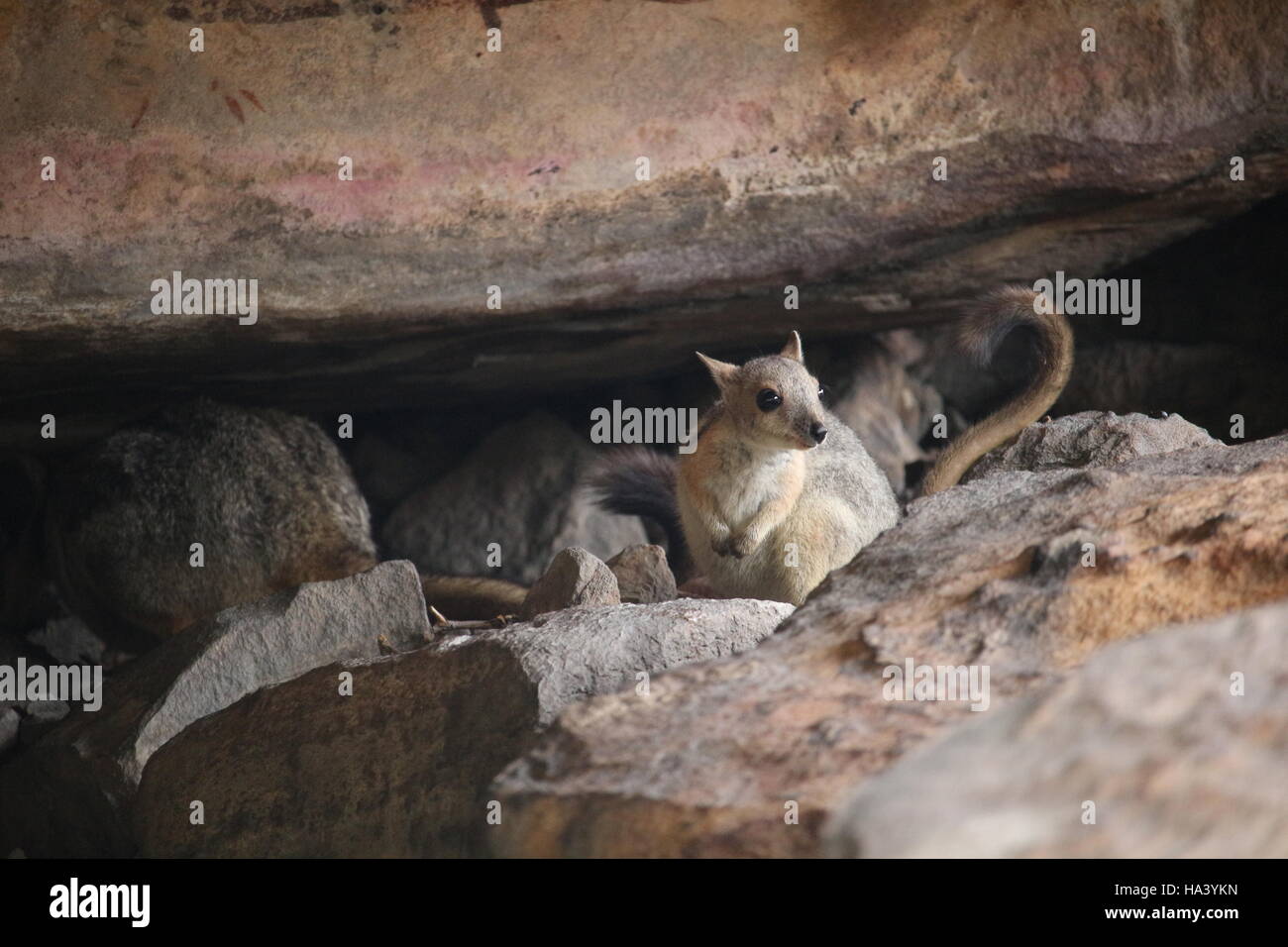 Hiding among rocks hi-res stock photography and images - Alamy