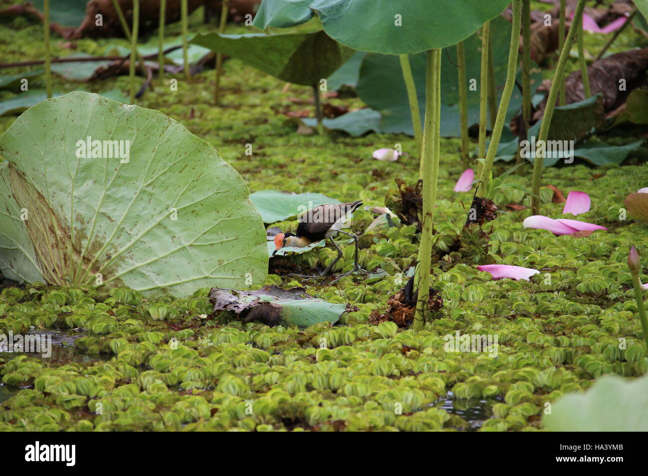 comb crested jacana on lillies photographed at yellow water billabong ...