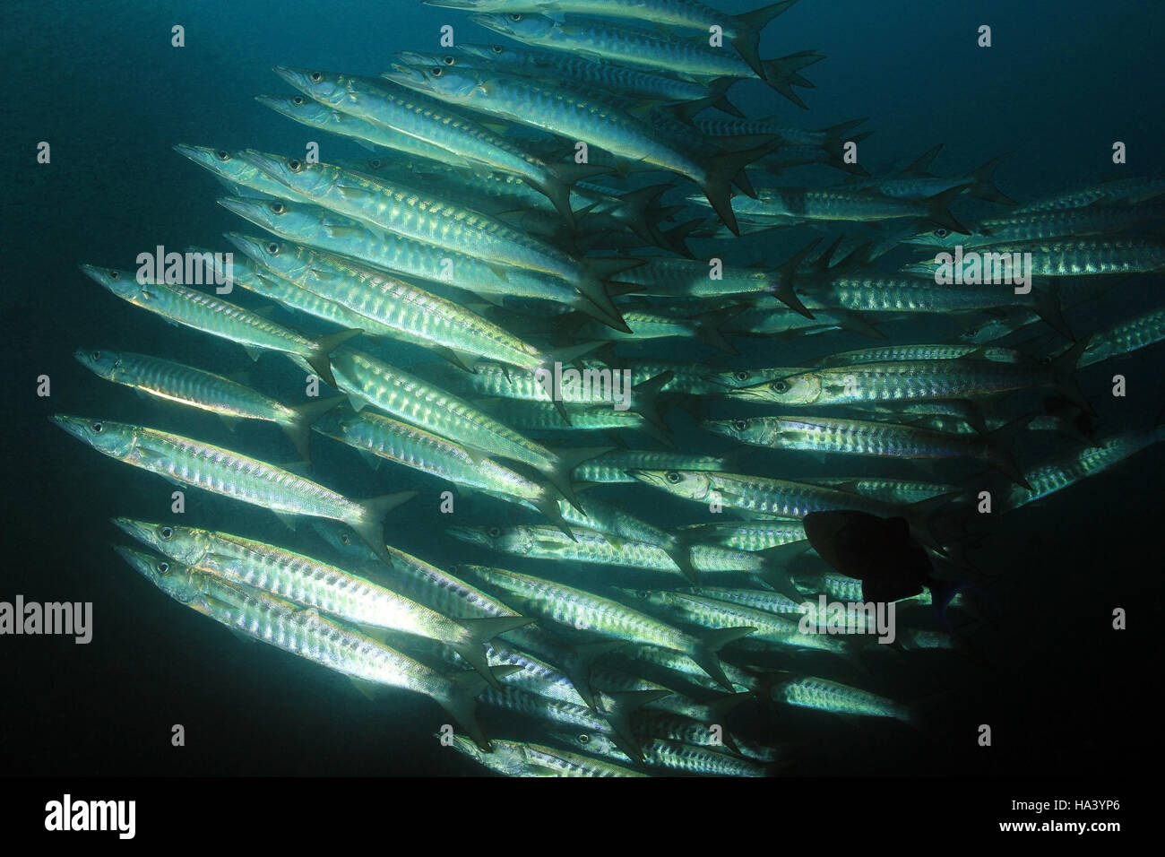School of Blackfin Barracudas (Sphyraena qenie, aka Chevron Barracuda ...