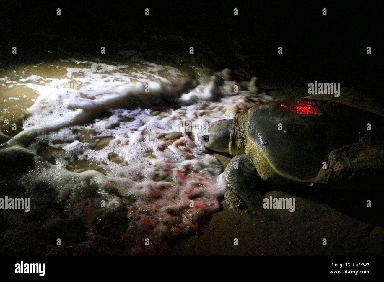 Flatback Turtle High Resolution Stock Photography and Images - Alamy