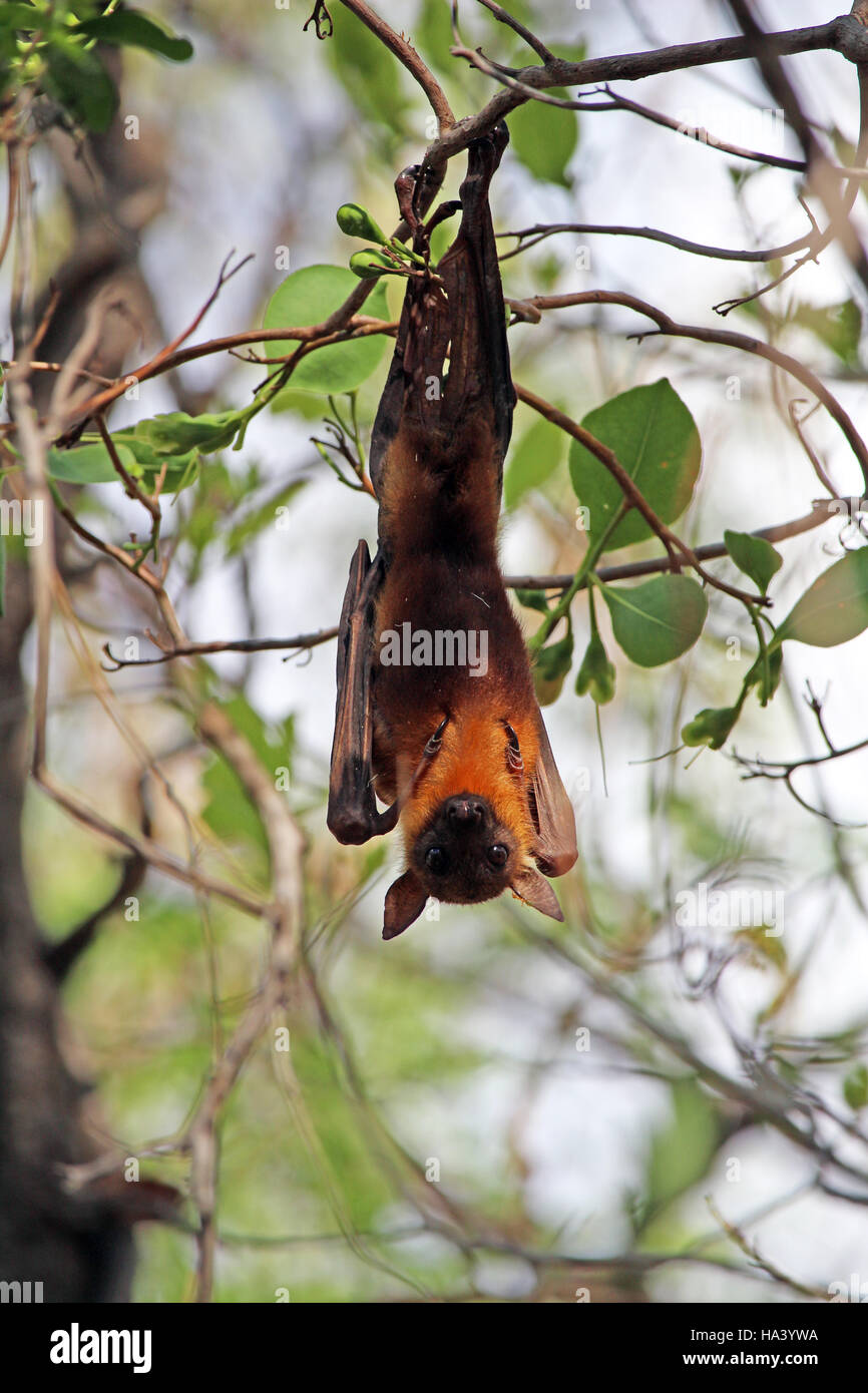 flying fox in tree in kakadu, australia Stock Photo - Alamy