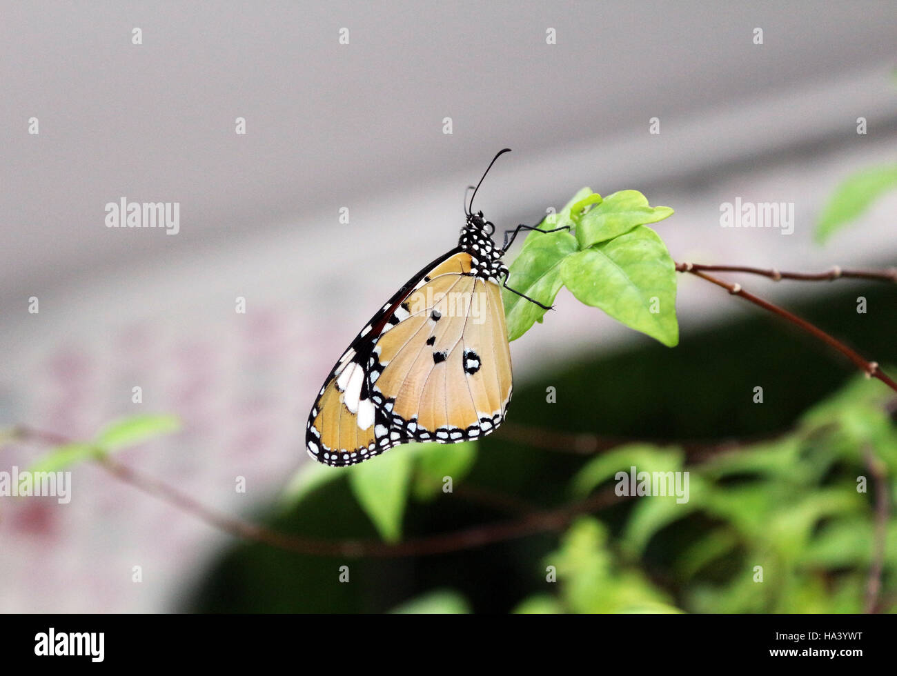 Plain tiger Danaus chrysippus photographed in sharjah, uae Stock Photo ...