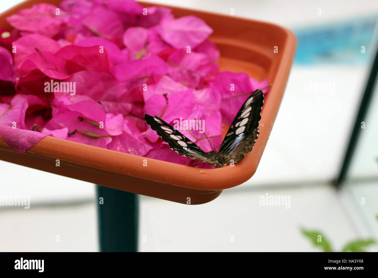 Middle east insects hi-res stock photography and images - Alamy