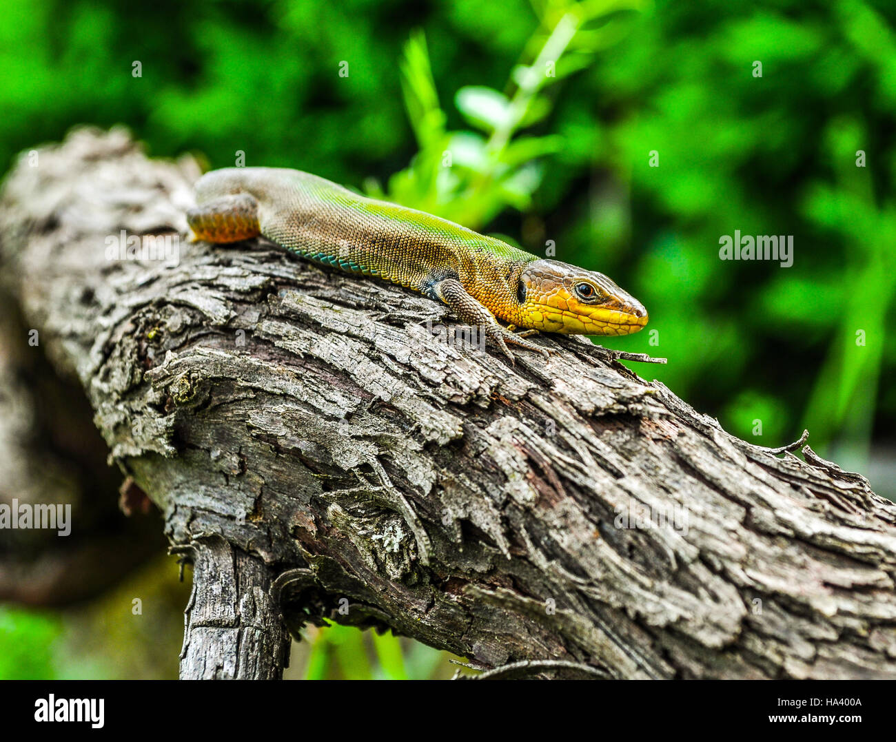 Lizard resting on a tree Stock Photo - Alamy