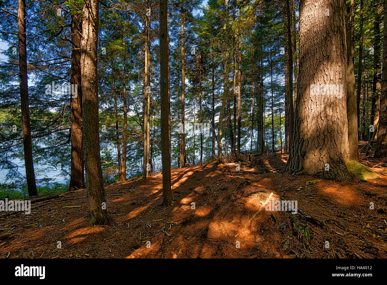 Landscape forest walk Stock Photo - Alamy