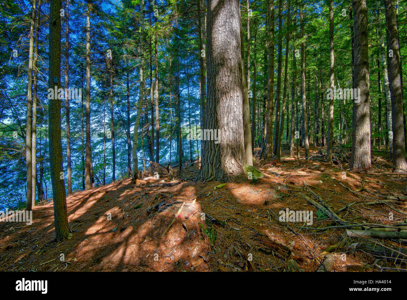 Landscape forest walk Stock Photo - Alamy
