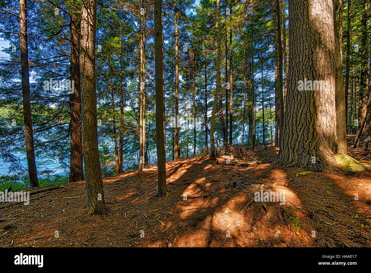 Landscape forest walk Stock Photo - Alamy