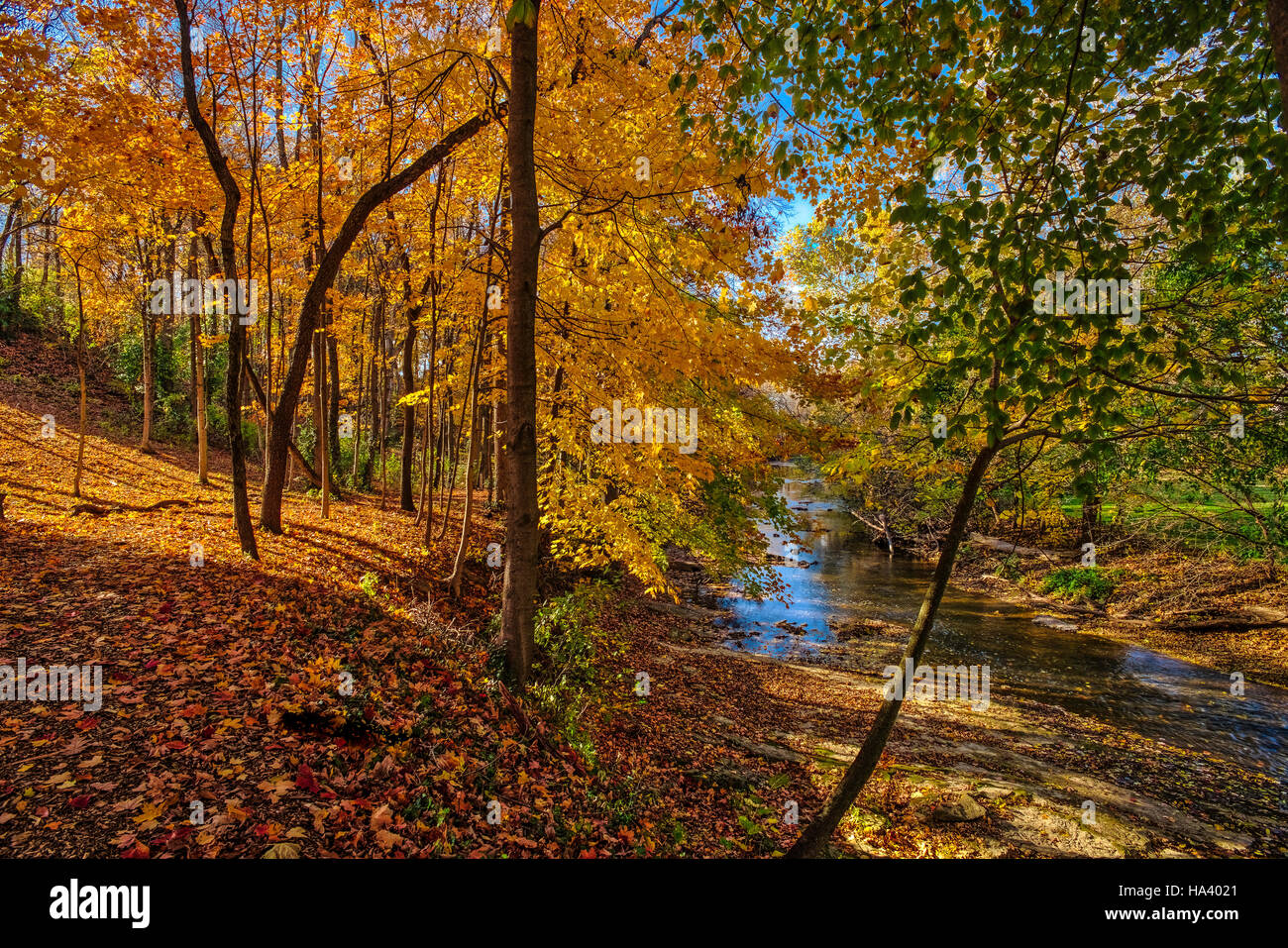 Landscape forest walk Stock Photo - Alamy