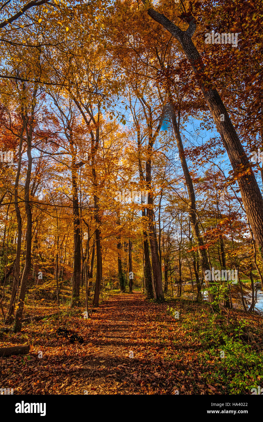 Landscape forest walk Stock Photo - Alamy