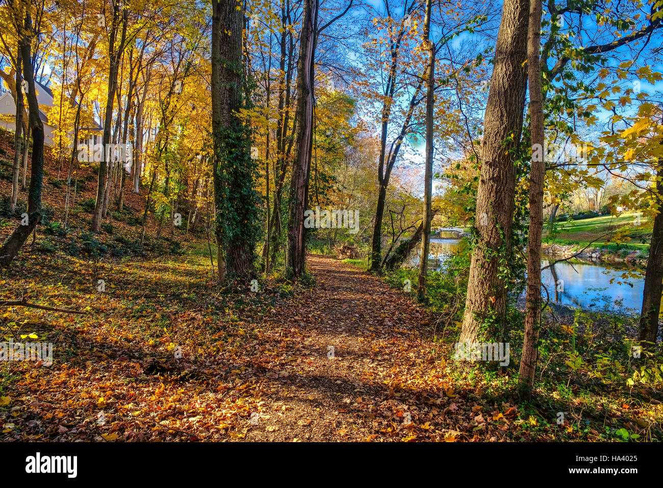 Landscape forest walk Stock Photo - Alamy