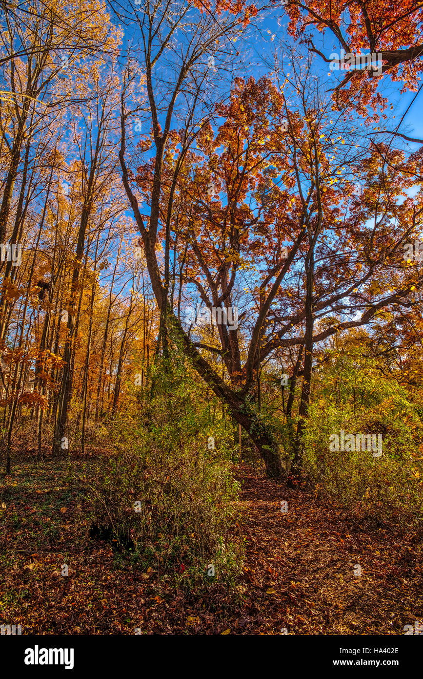 Landscape forest walk Stock Photo - Alamy