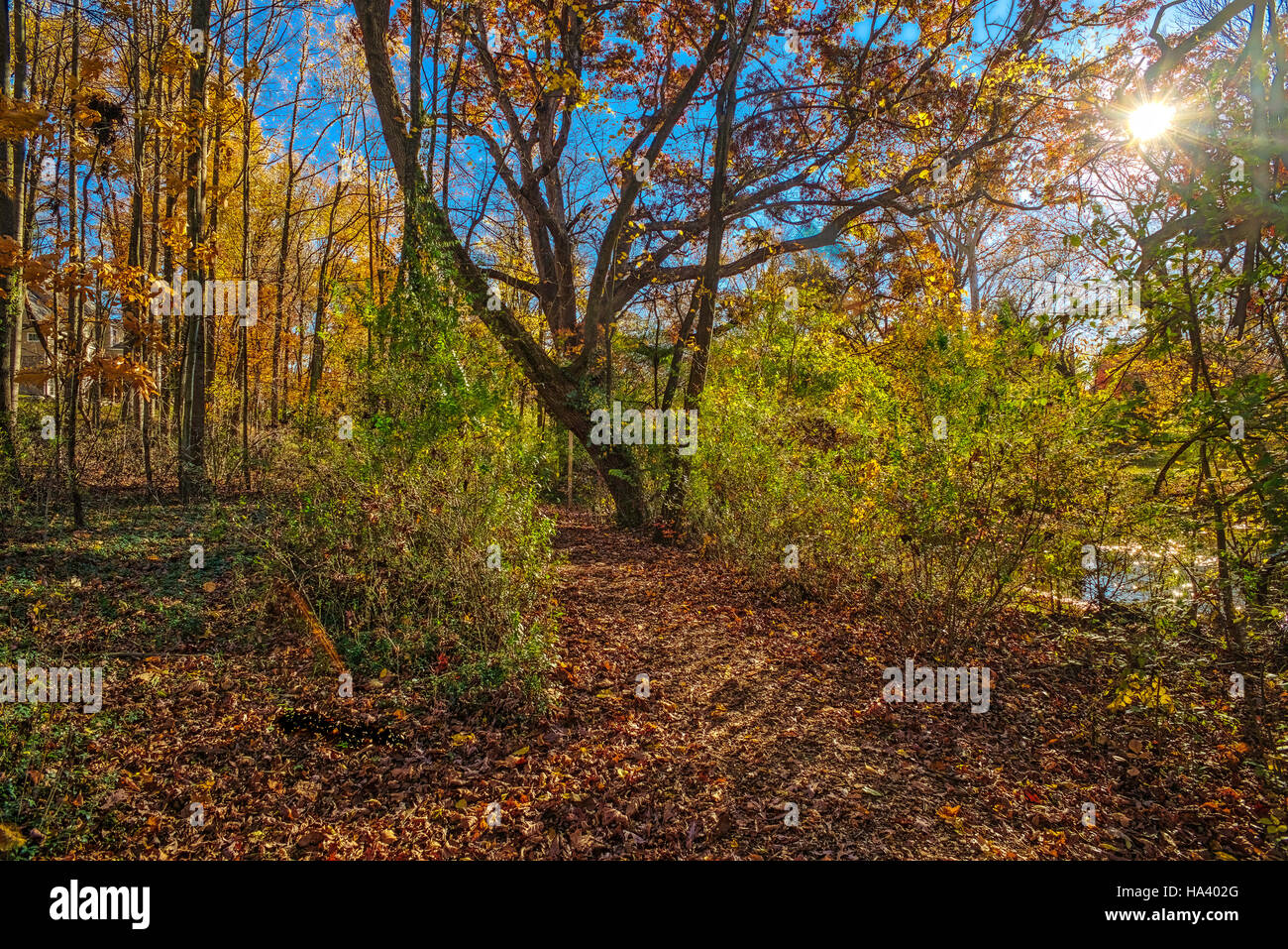 Landscape forest walk Stock Photo - Alamy