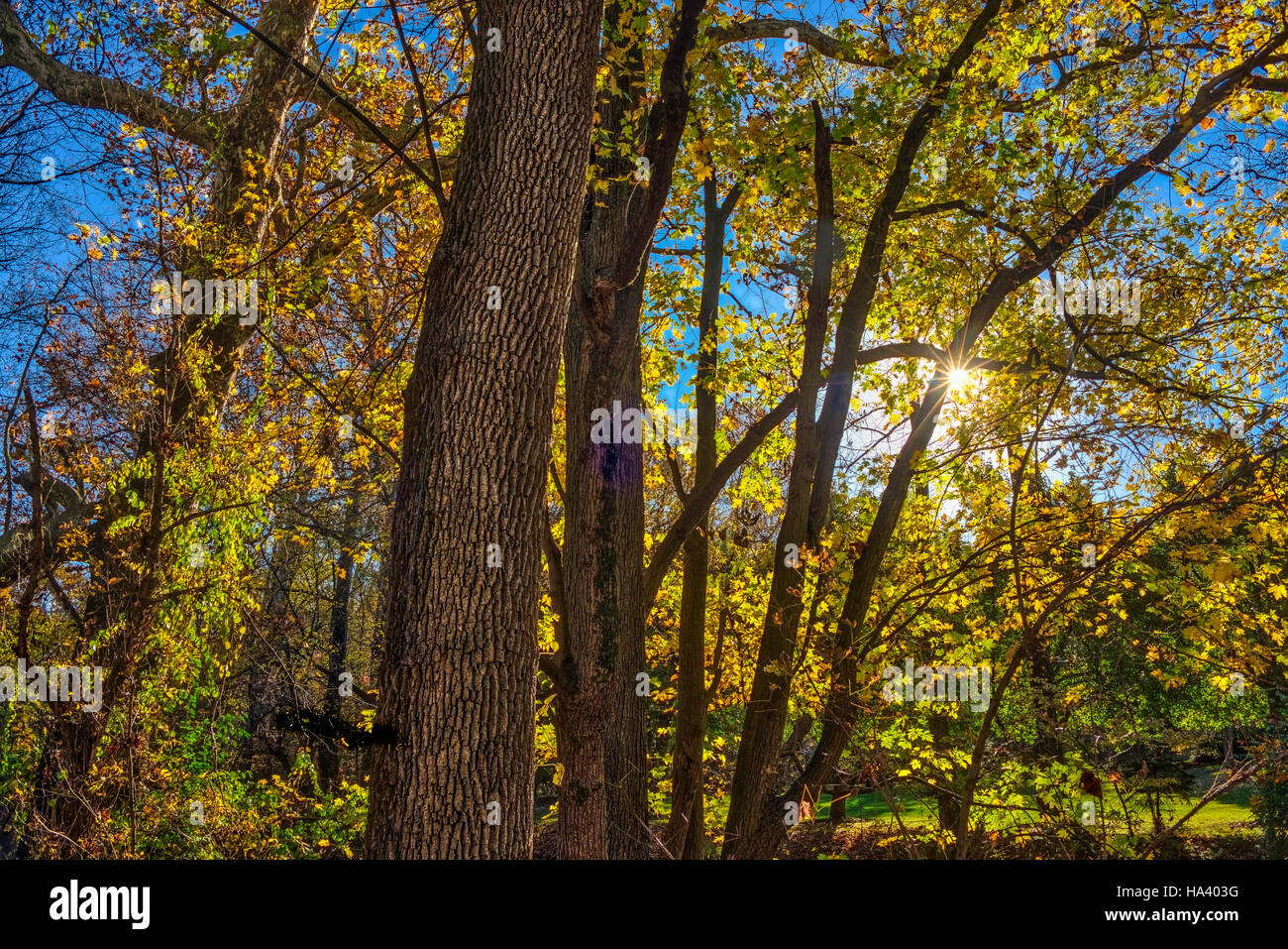 Landscape forest walk Stock Photo - Alamy