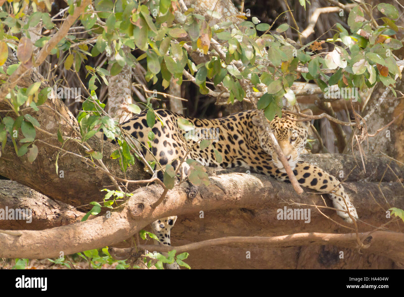 Jaguar on riverbank from Pantanal, Brazil. Wild brazilian feline ...
