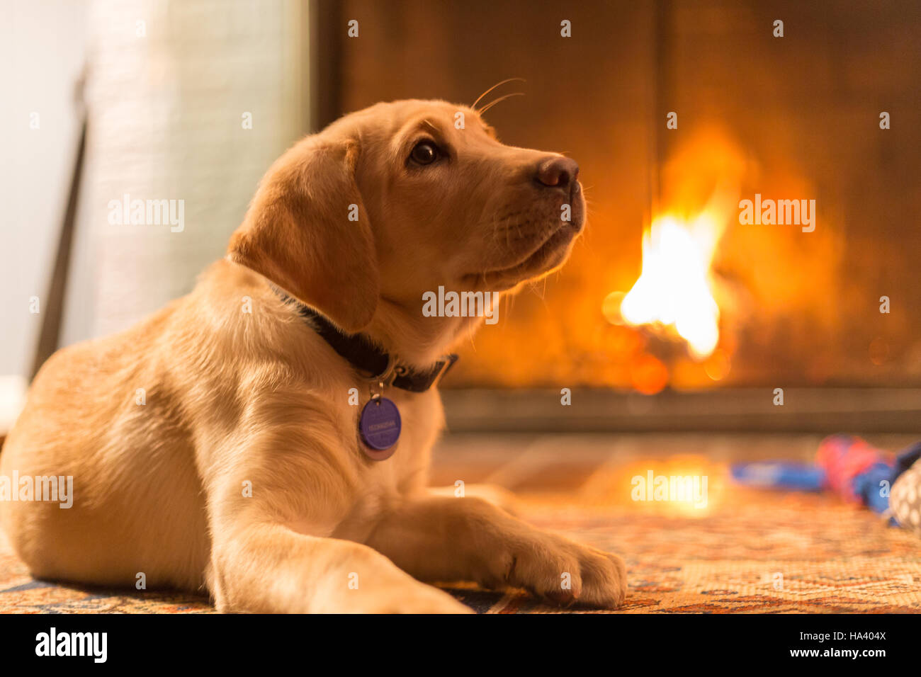 A labrador retriever puppy relaxes contently in front of a warm and ...