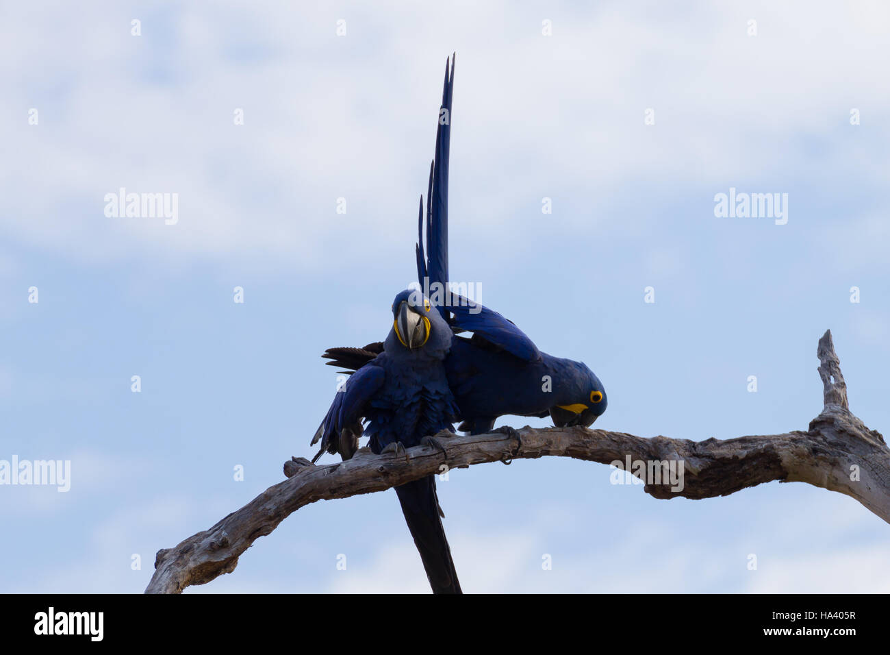 Yellow parrot brazilian High Resolution Stock Photography and Images ...