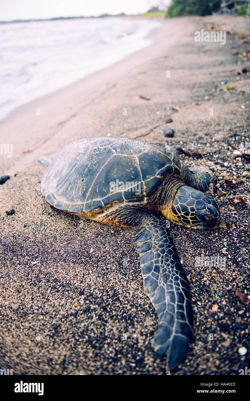 Kona sea turtle kona hi-res stock photography and images - Alamy