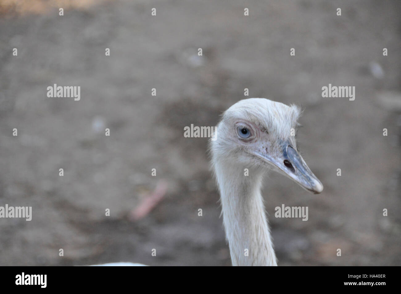 Emu nest hi-res stock photography and images - Alamy