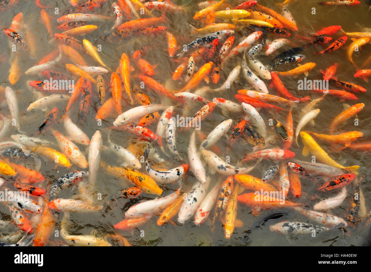 Marine carp hi-res stock photography and images - Alamy