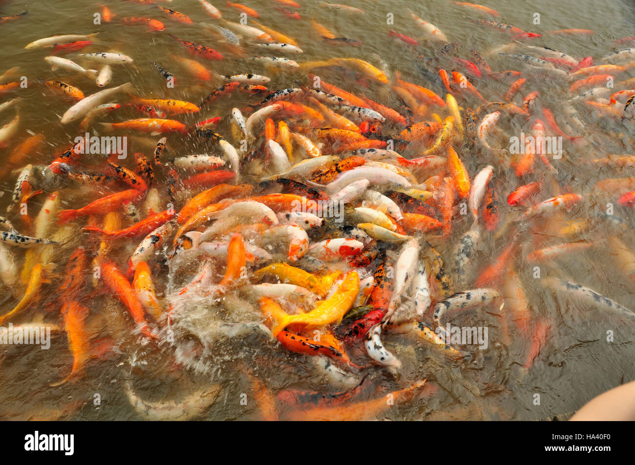 Marine carp hi-res stock photography and images - Alamy