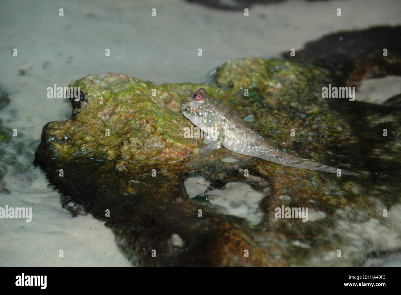 Mudskippers fish hi-res stock photography and images - Alamy
