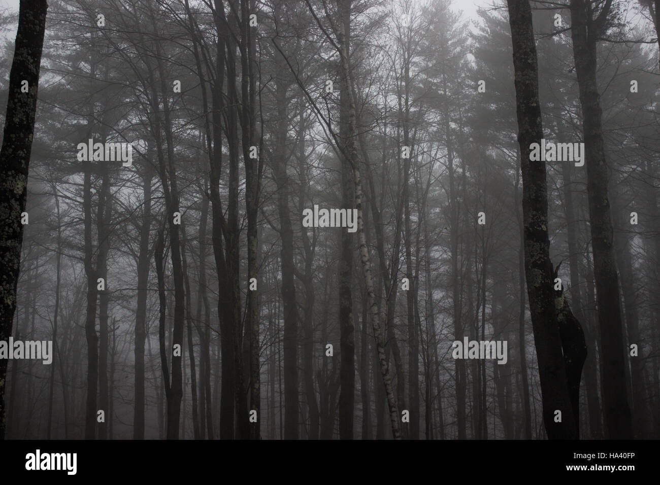 Scary forest hi-res stock photography and images - Alamy