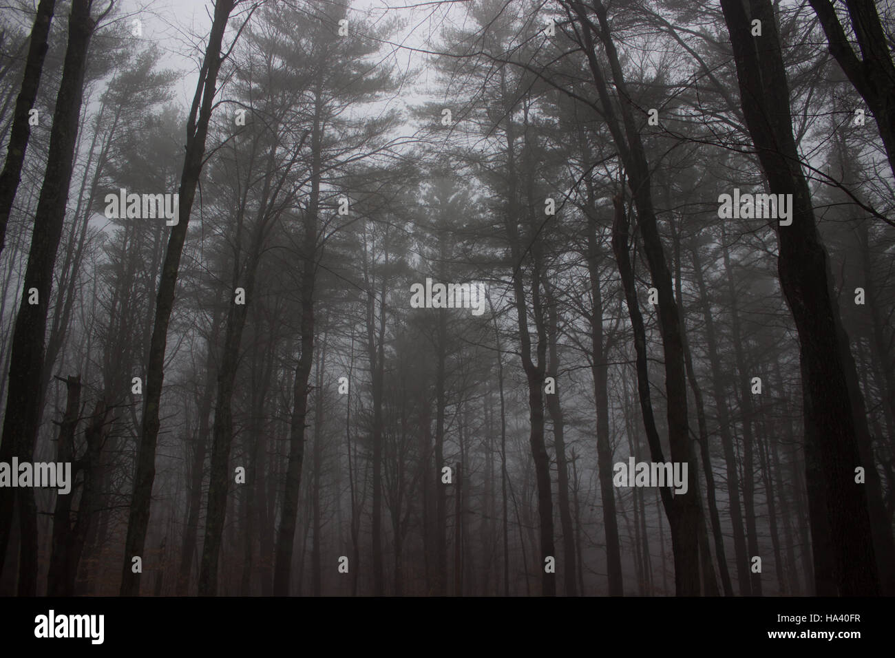 Ghosts forest hi-res stock photography and images - Alamy