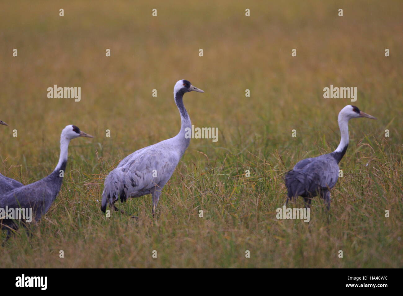 Common crane hi-res stock photography and images - Alamy