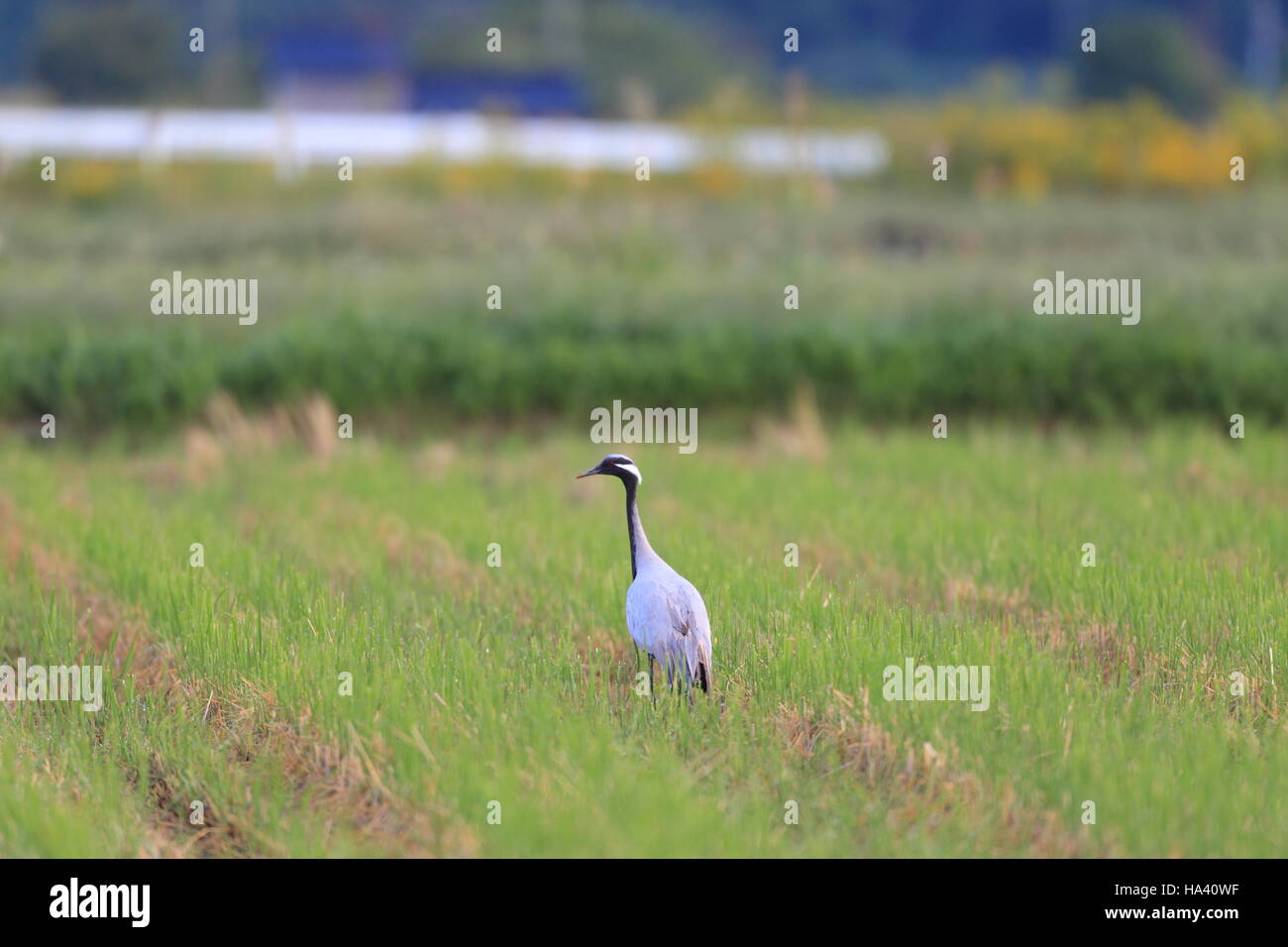 Anthropoide hi-res stock photography and images - Alamy