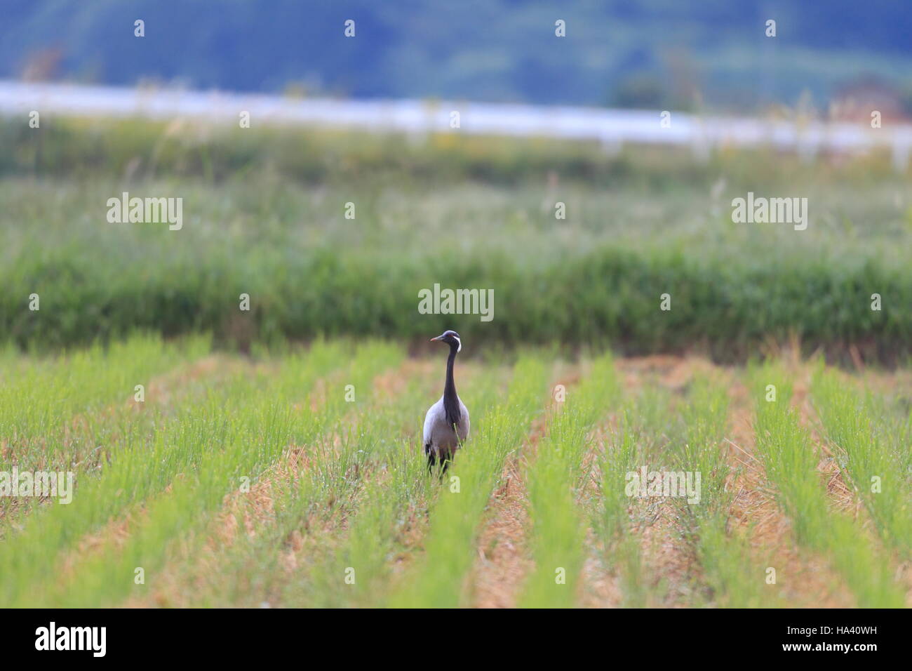 Demoiselle crane (Anthropoide virgo) in Japan Stock Photo - Alamy