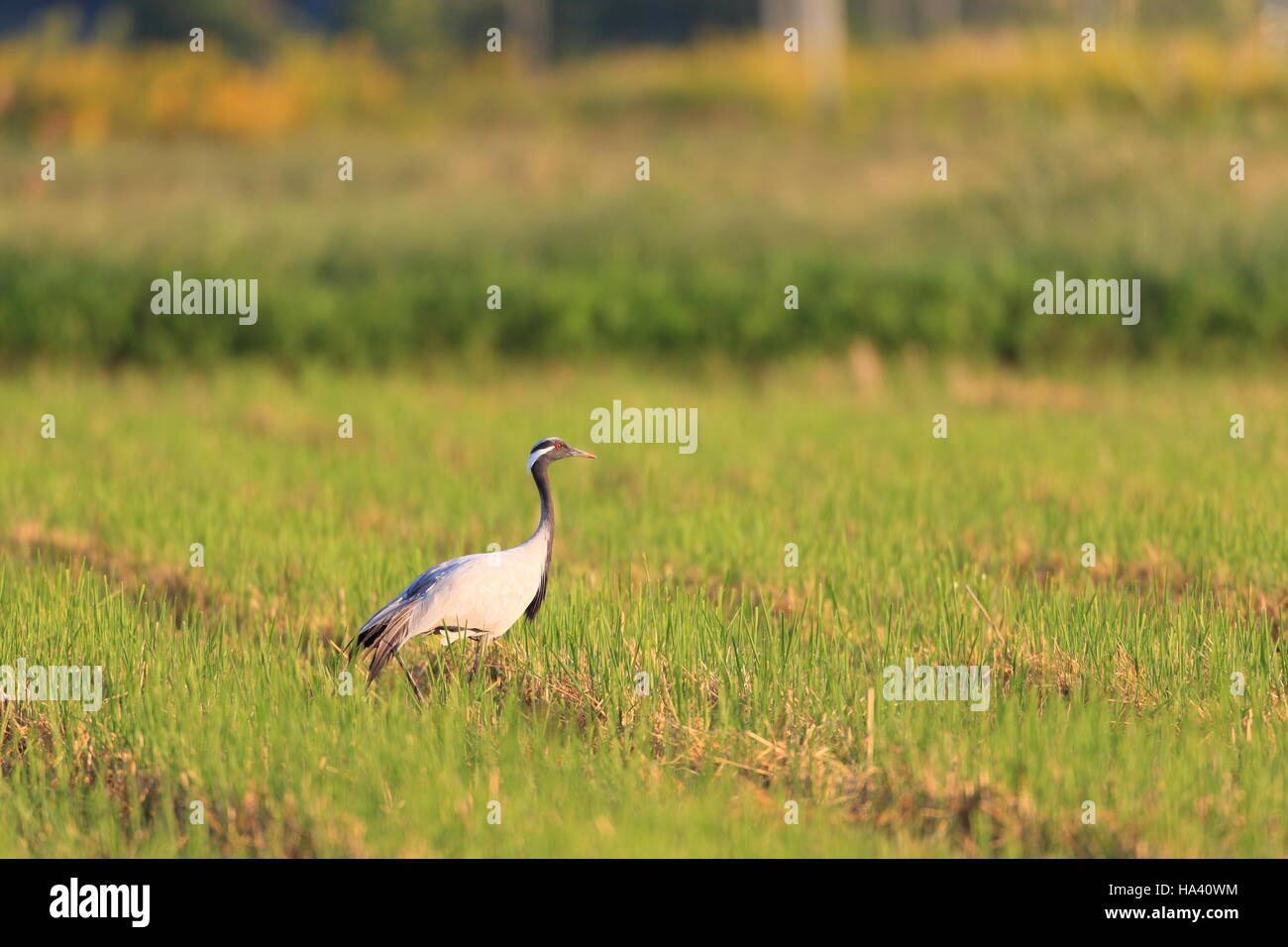 Anthropoide hi-res stock photography and images - Alamy