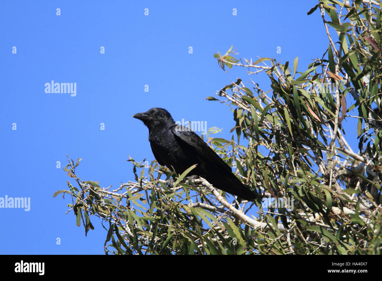Torresian crow (Corvus orru) in Lakefield National park, Australia ...