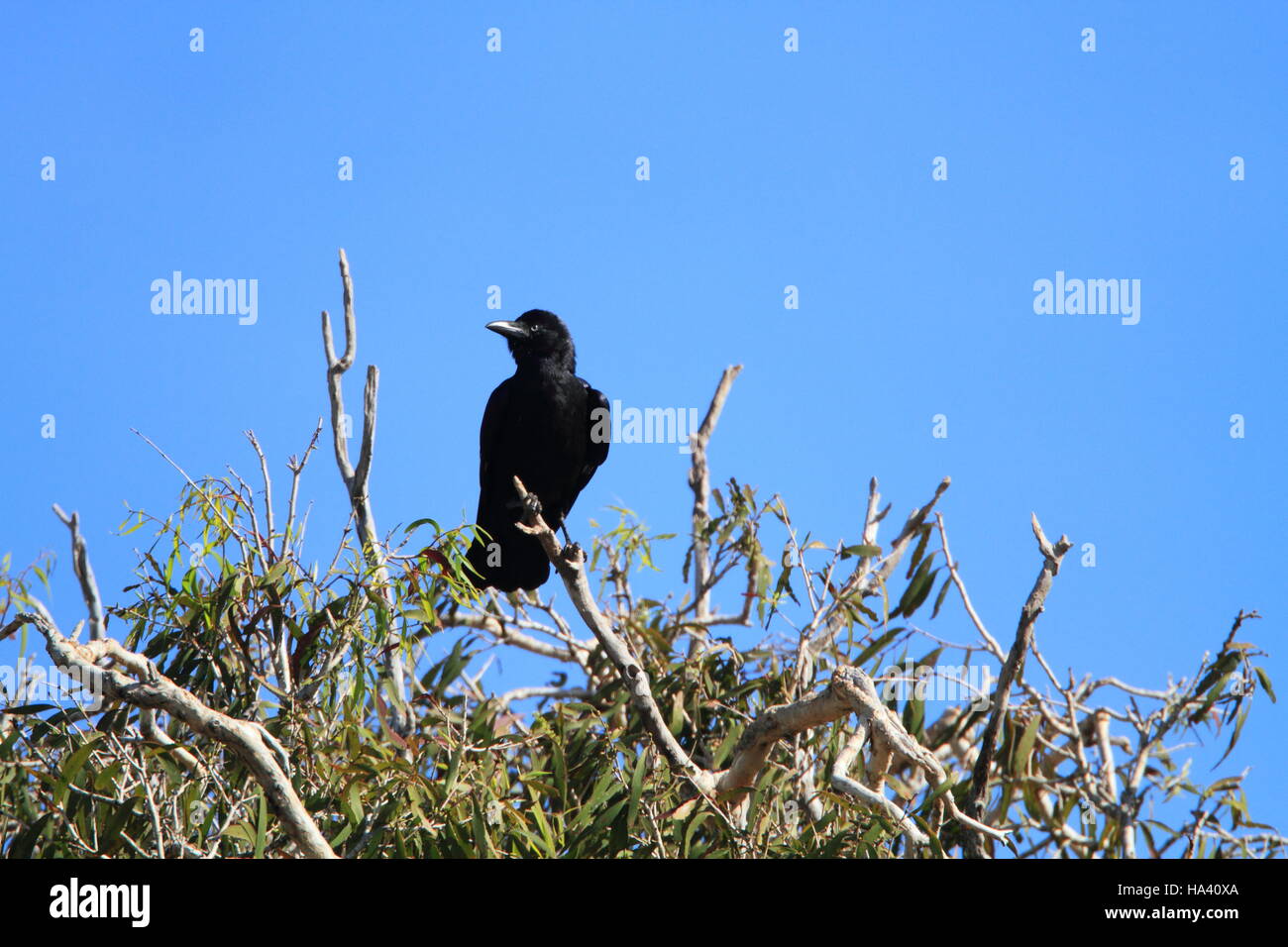 Torresian crow (Corvus orru) in Lakefield National park, Australia ...