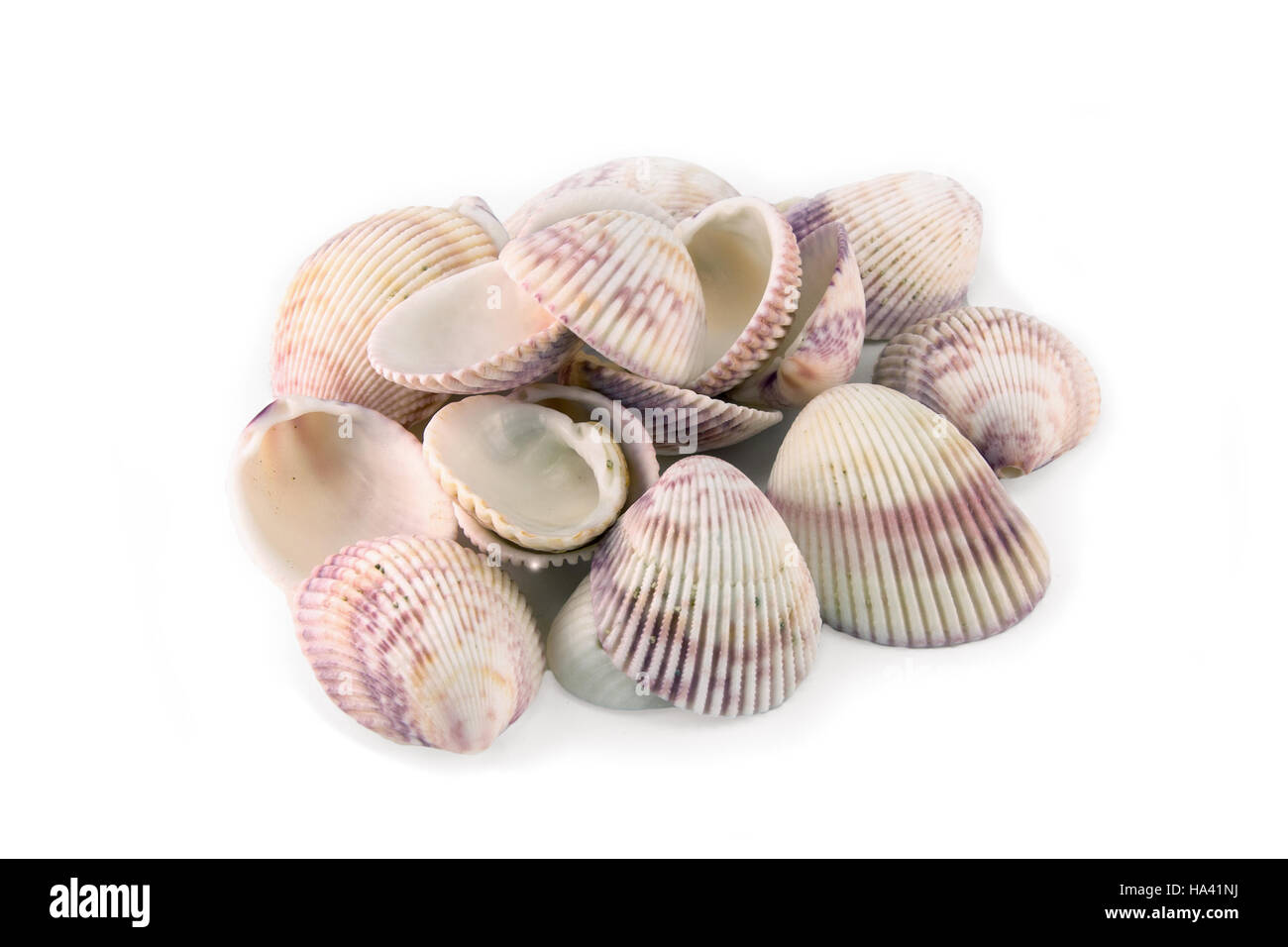 Sea shells isolated on white Stock Photo - Alamy