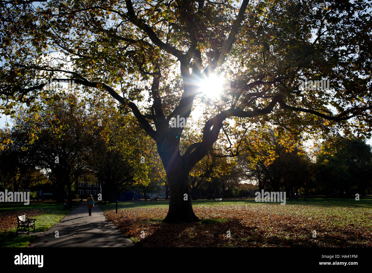 Hackney. London Fields. Sun bursting through tree with fallen leaves ...