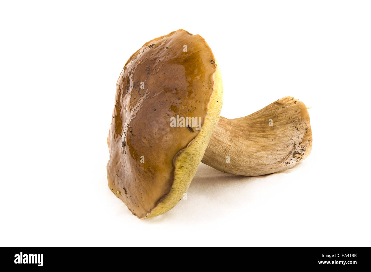 Cep, mushroom, fresh Stock Photo - Alamy