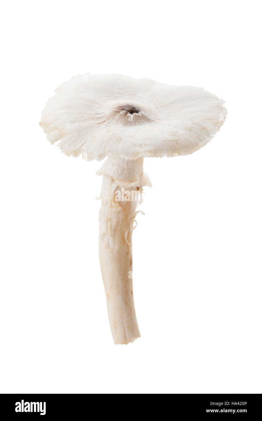 Termitomyces mushroom termite mushroom isolated hi-res stock ...