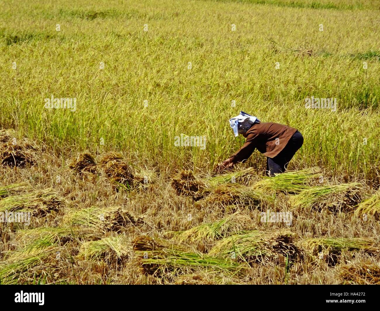 Cut paddy hi-res stock photography and images - Alamy