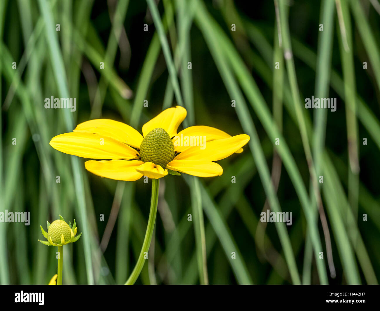 single Daisy in garden in summer,Central Park Stock Photo - Alamy
