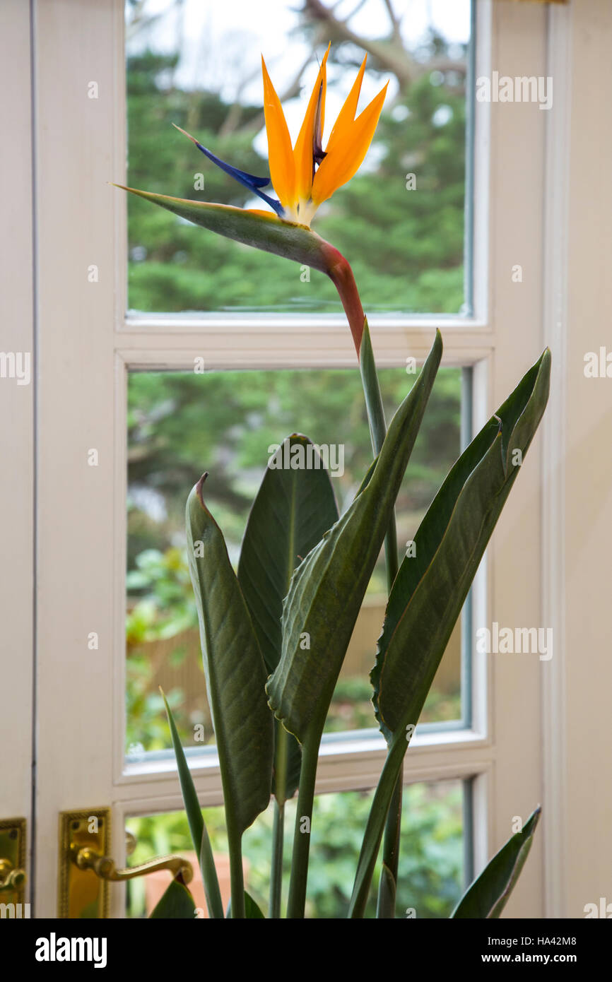 Bird of Paradise flower, Strelitzia, of the family Strelitziaceae ...